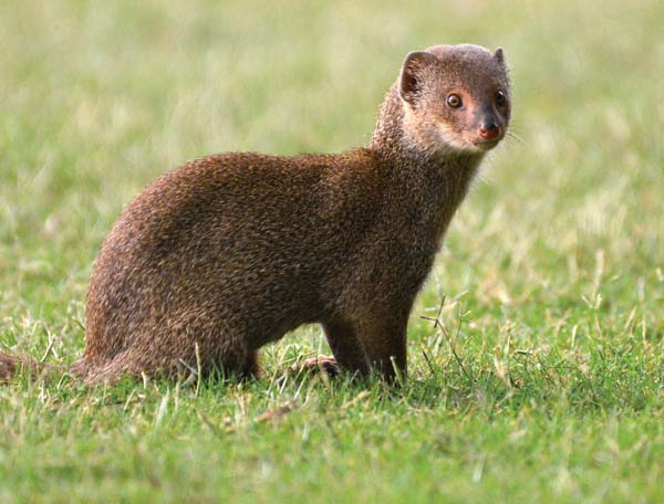 Mongoose on the move | News, Sports, Jobs - Maui News